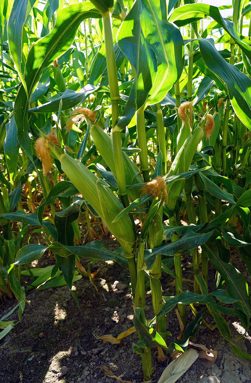 Bodacious R/M Sweet Corn Seeds - 75 Relative Days | Holmes Seed Company