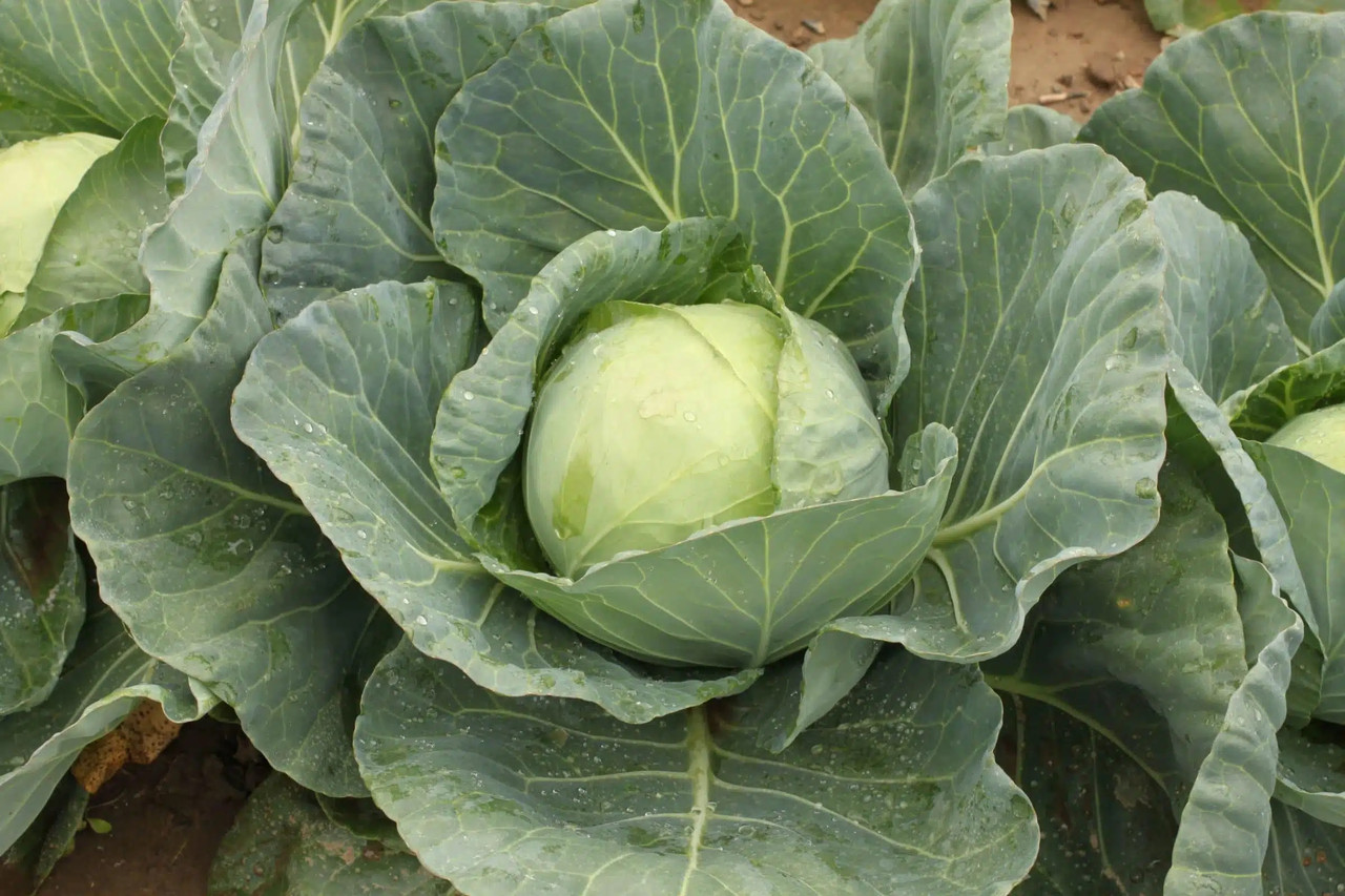 Bronco F1 Cabbage | Holmes Seed Company