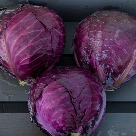 Roadie F1 Cabbage | Holmes Seed Company