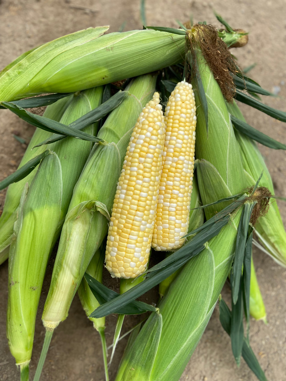 Succession F1 Sweet Corn | Holmes Seed Company