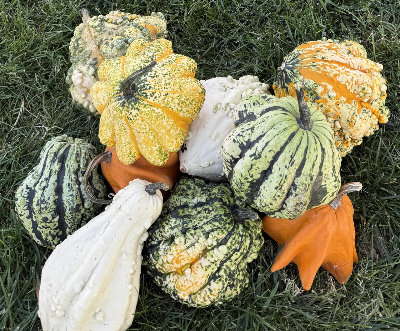 Oh My Gourd! F1 | Holmes Seed Company