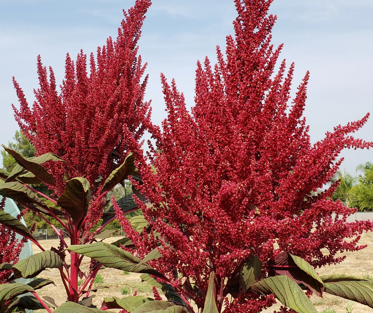 Amaranth Red Garnet | Holmes Seed Company