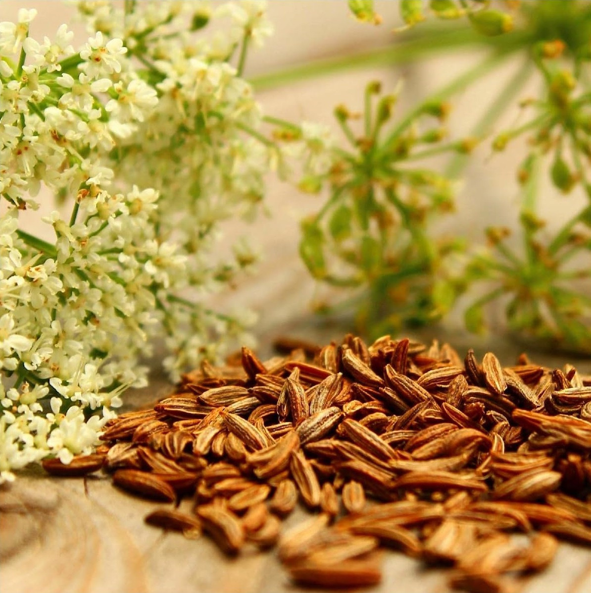 Cumin | Holmes Seed Company