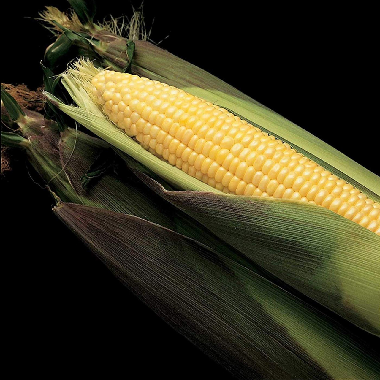 Kandy Korn Sweet Corn Seeds - 89 Relative Days | Holmes Seed Company