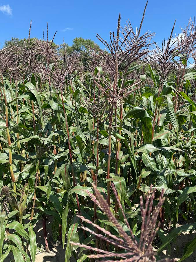 Kandy Korn Sweet Corn Seeds - 89 Relative Days | Holmes Seed Company