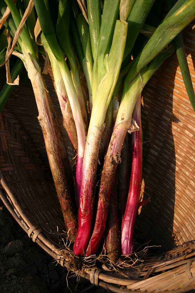 Red Beard Onion | Holmes Seed Company