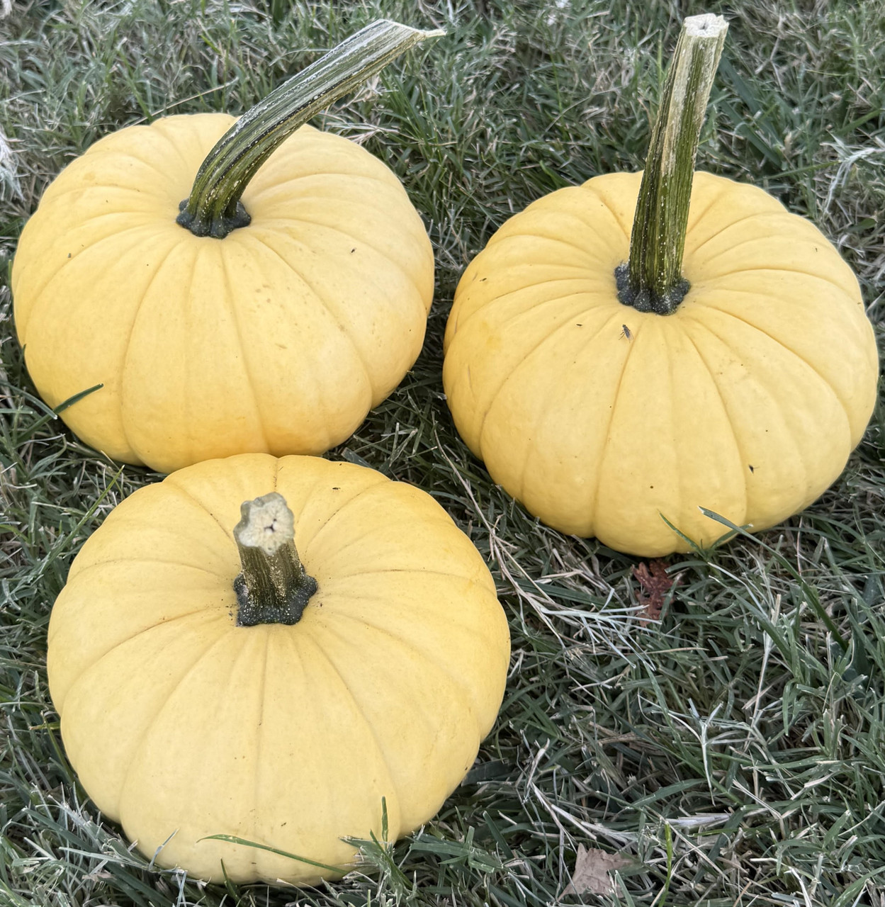 Lemon Cake F1 Pumpkin | Holmes Seed Company