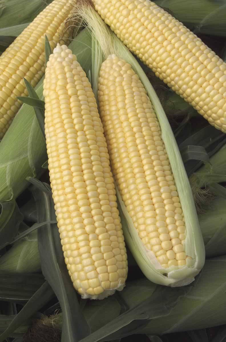 Passion Sweet Corn Seeds - 81 Relative Days | Holmes Seed Company