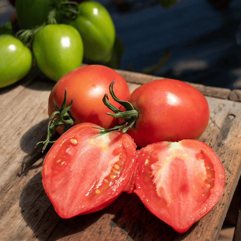 Rugby F1 Tomato | Holmes Seed Company