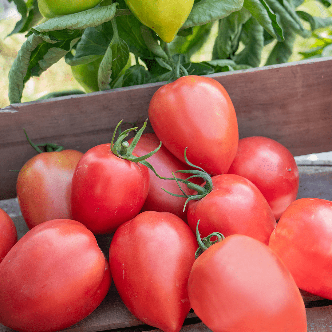 Rugby F1 Tomato | Holmes Seed Company