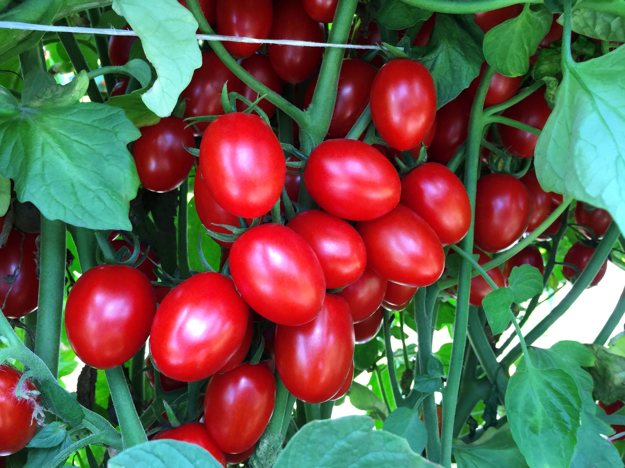 Ruby Crush F1 Tomato Seeds | Holmes Seed Company