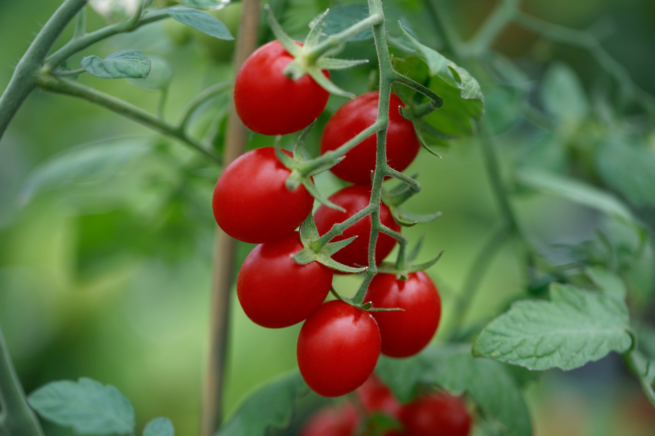 Ruby Crush F1 Tomato Seeds | Holmes Seed Company