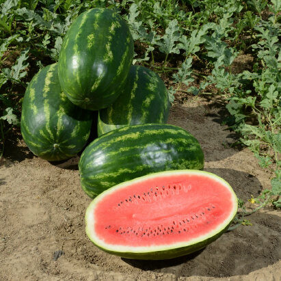 Safari F1 Watermelon | Holmes Seed Company