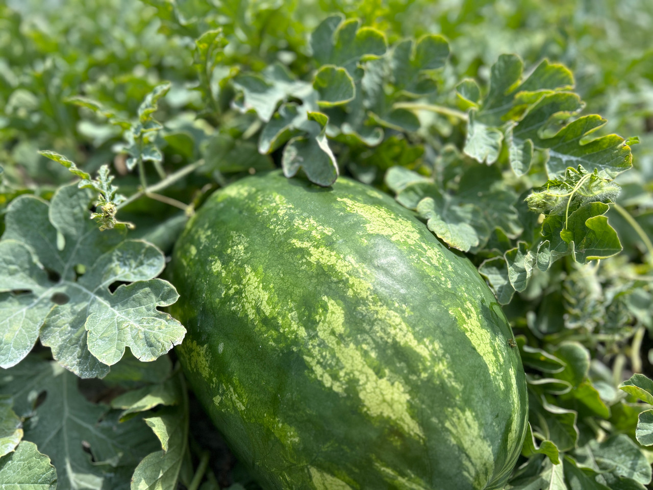 Safari F1 Watermelon | Holmes Seed Company