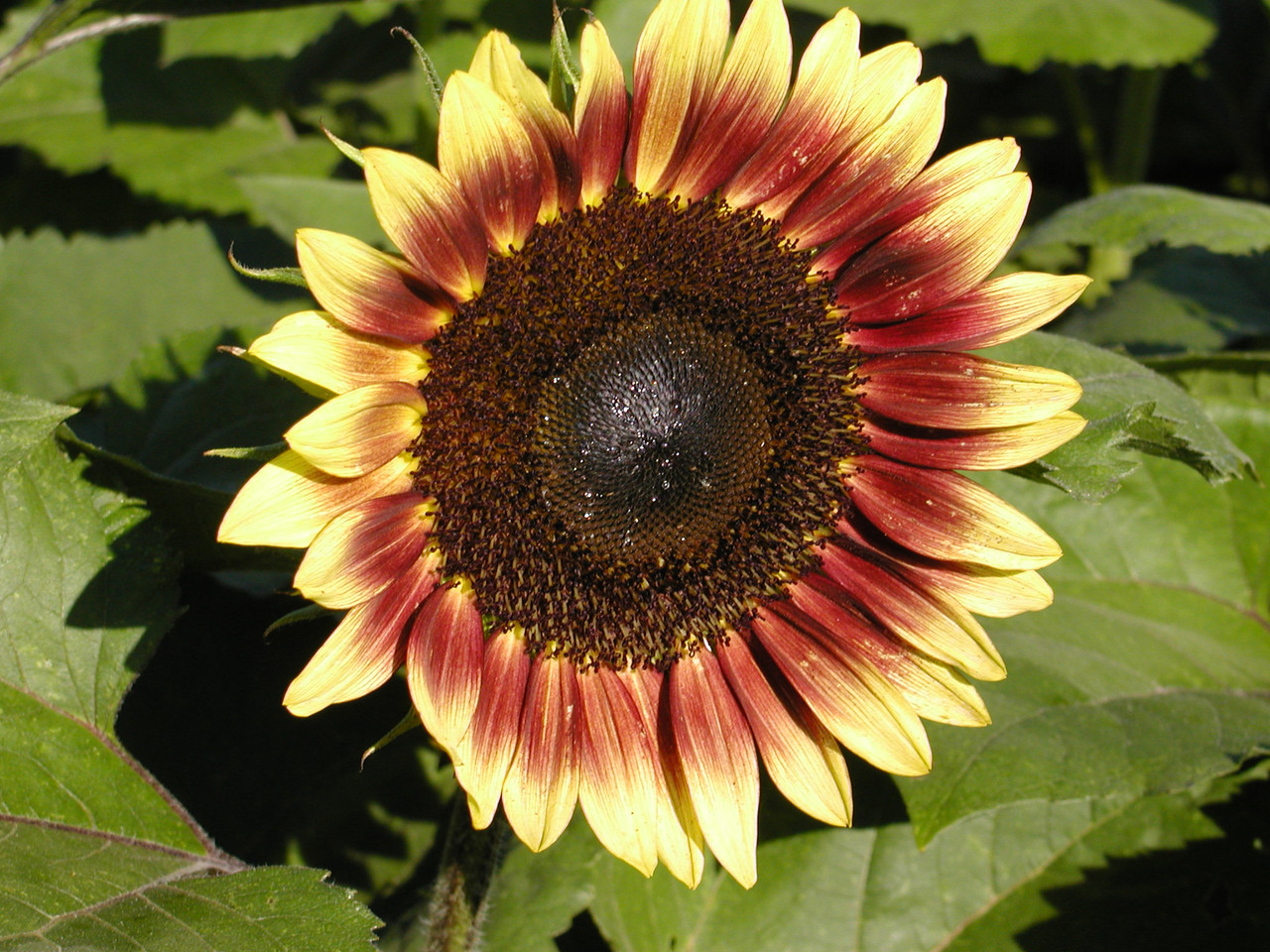 Procut® Red Lemon Bicolor F1 Sunflower | Holmes Seed Company