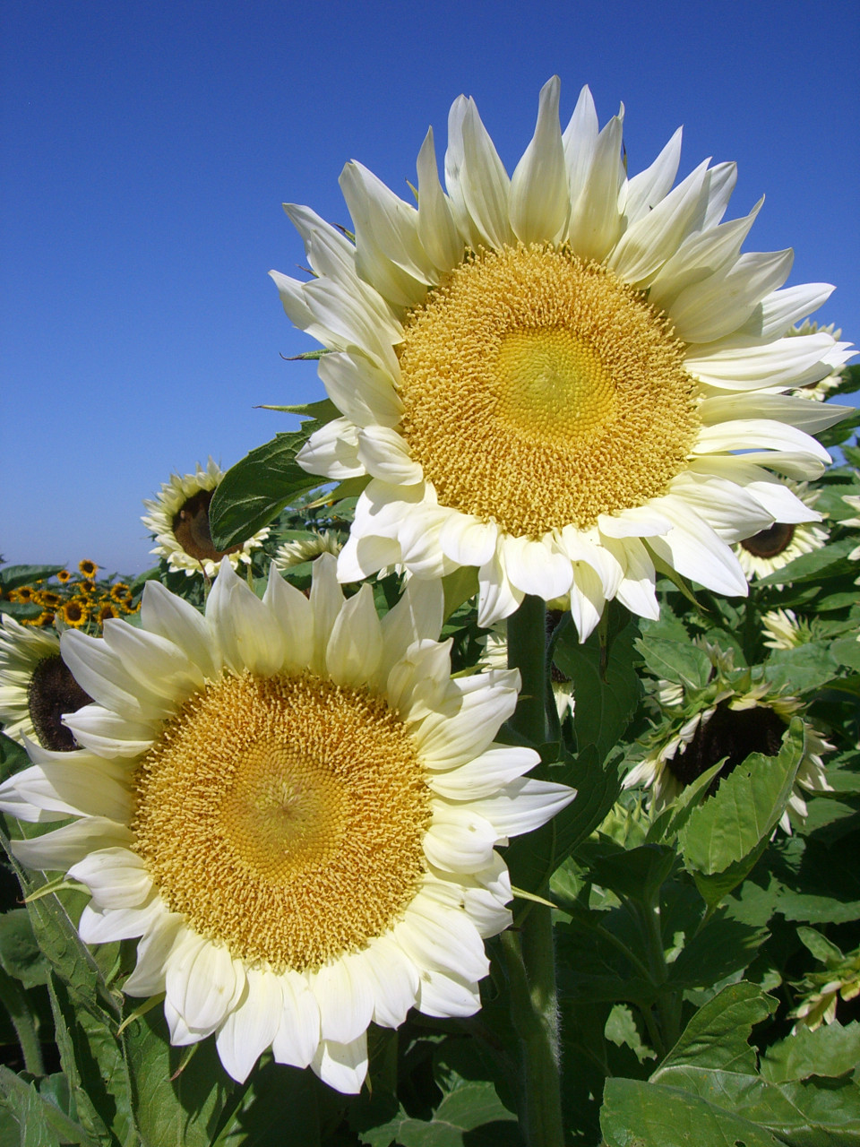 Procut® White Lite F1 Sunflower | Holmes Seed Company