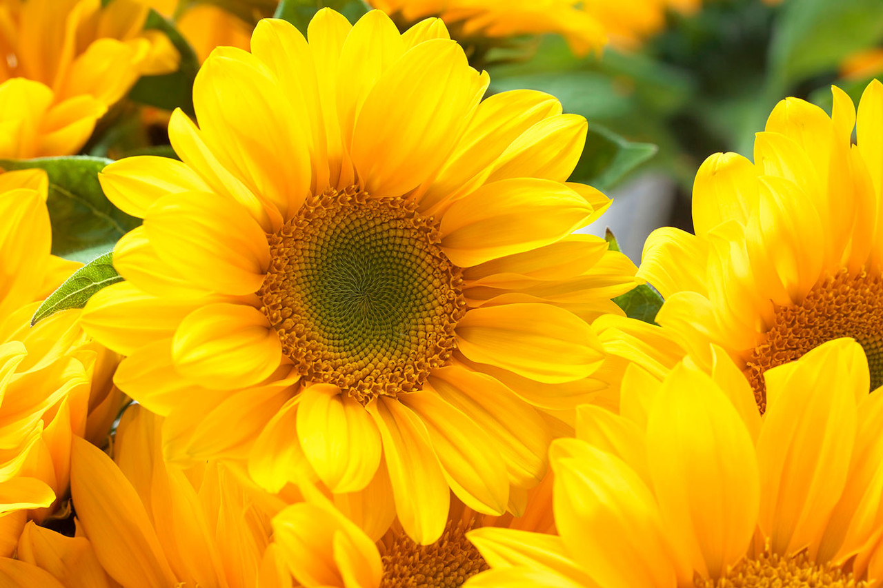 Sunrich Gold F1 Sunflower | Holmes Seed Company