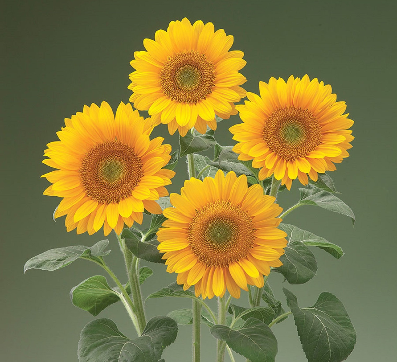 Sunrich Gold F1 Sunflower | Holmes Seed Company