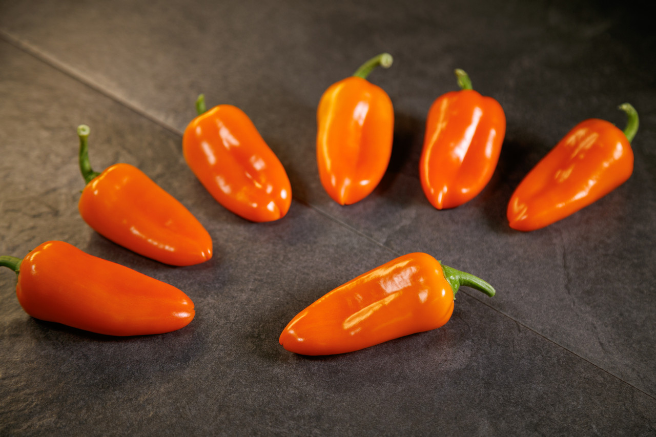 Orange Delite F1 Pepper | Holmes Seed Company
