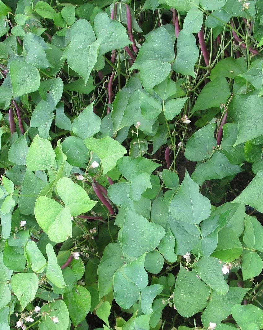 Red Swan Bean Seeds | Holmes Seed Company