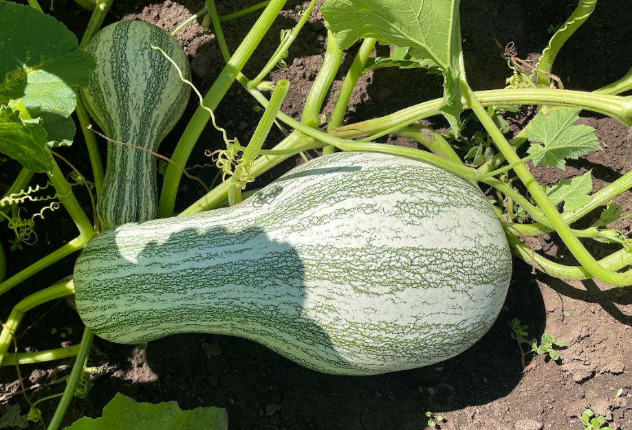 Cushaw Green Striped Squash Seeds | Holmes Seed Company