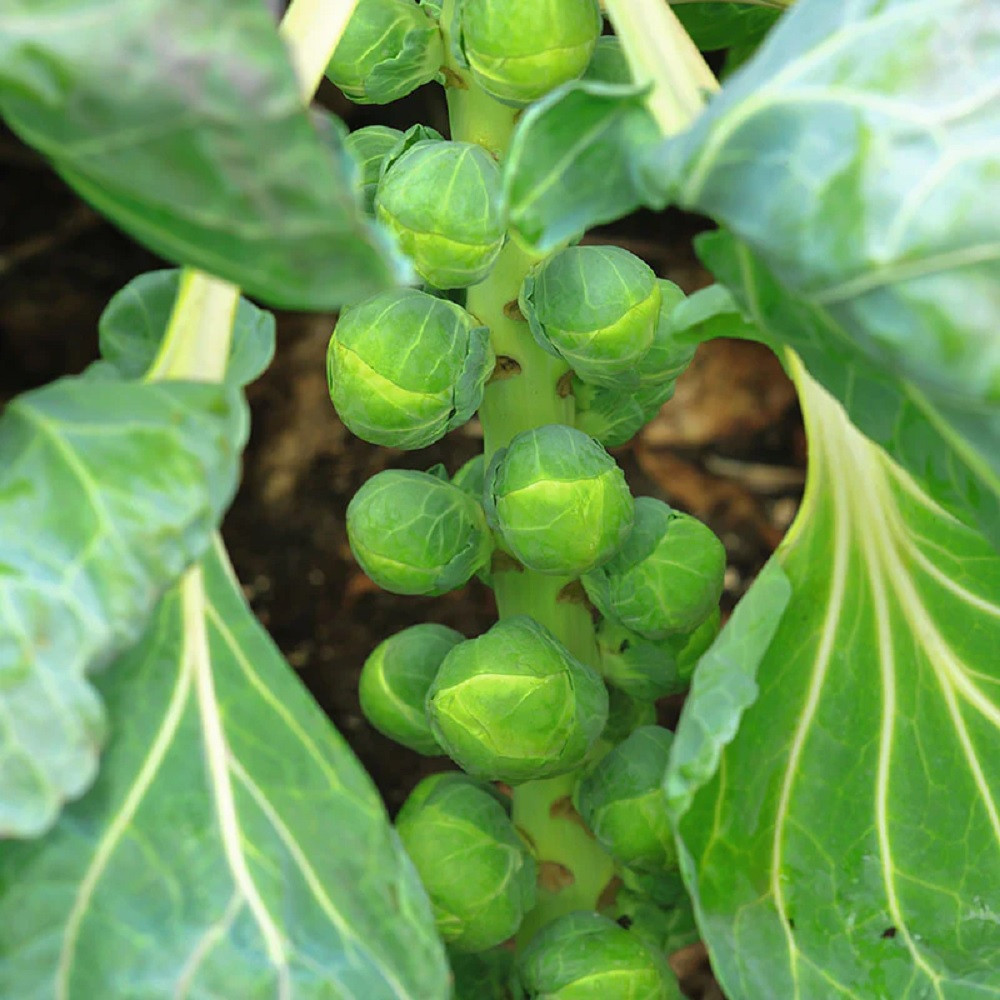 Gustus F1 Brussels Sprouts | Holmes Seed Company