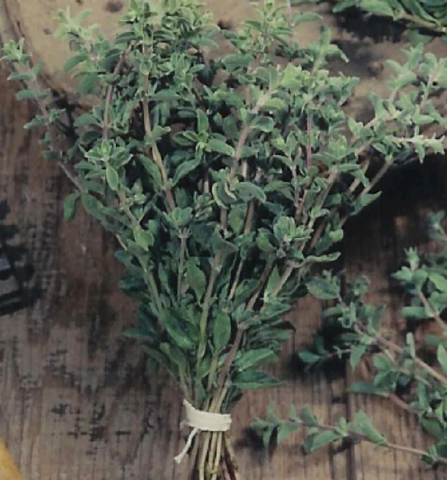 Sweet Marjoram | Holmes Seed Company