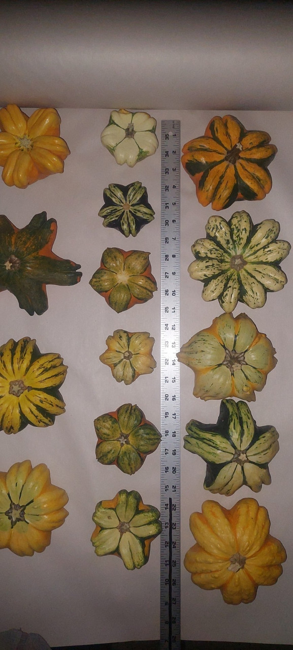 Big Sis Daisy Gourd | Holmes Seed Company