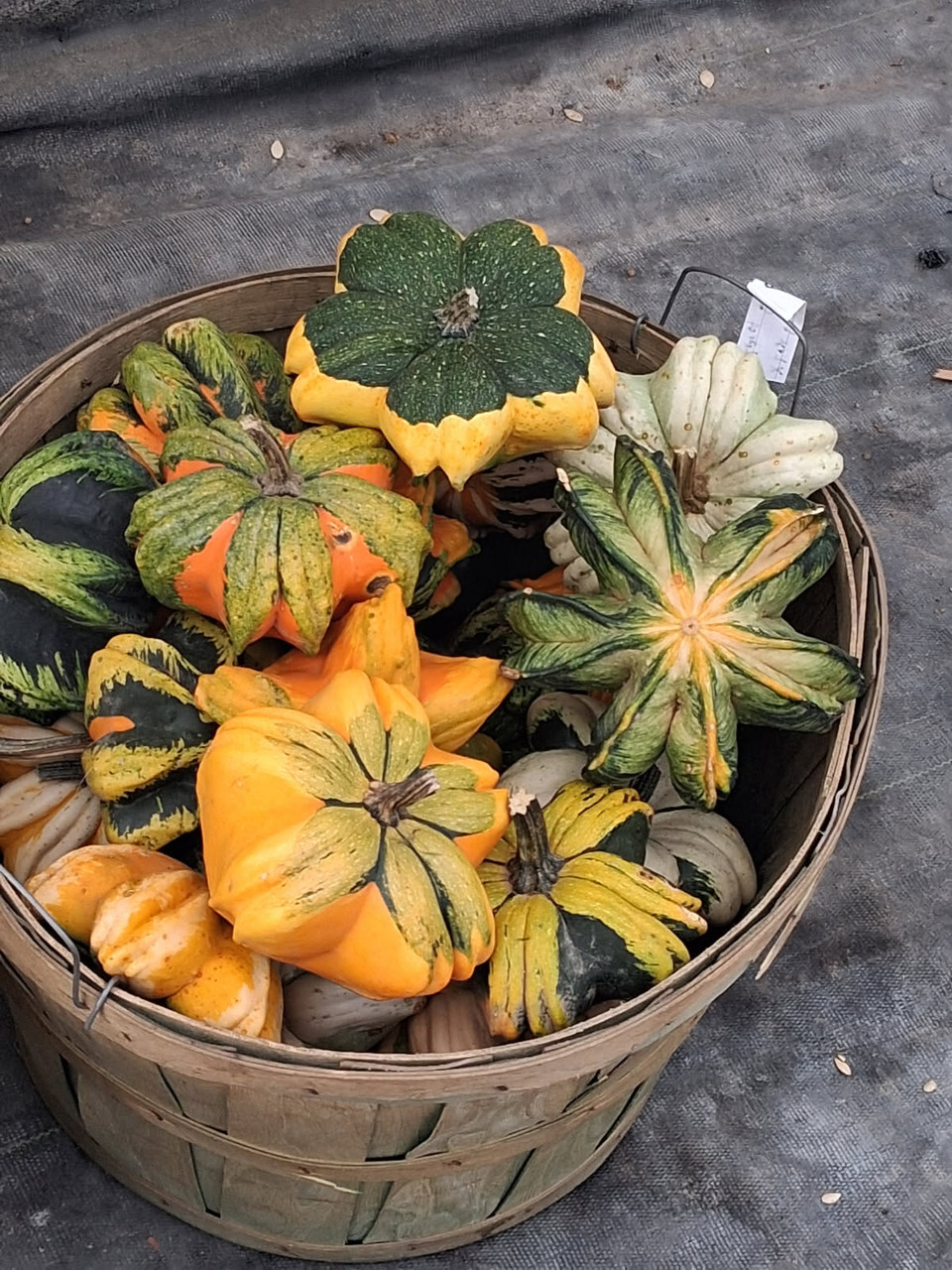 Big Sis Daisy Gourd | Holmes Seed Company