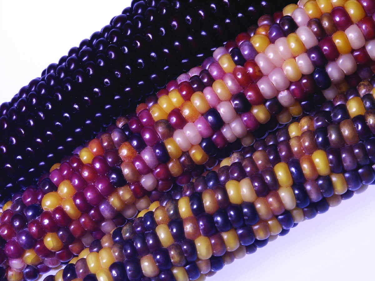 Fiesta F1 Ornamental Corn | Holmes Seed Company