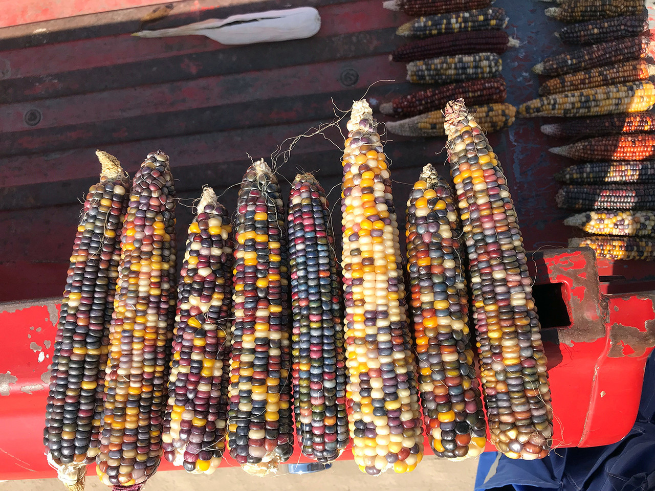 Fiesta F1 Ornamental Corn | Holmes Seed Company