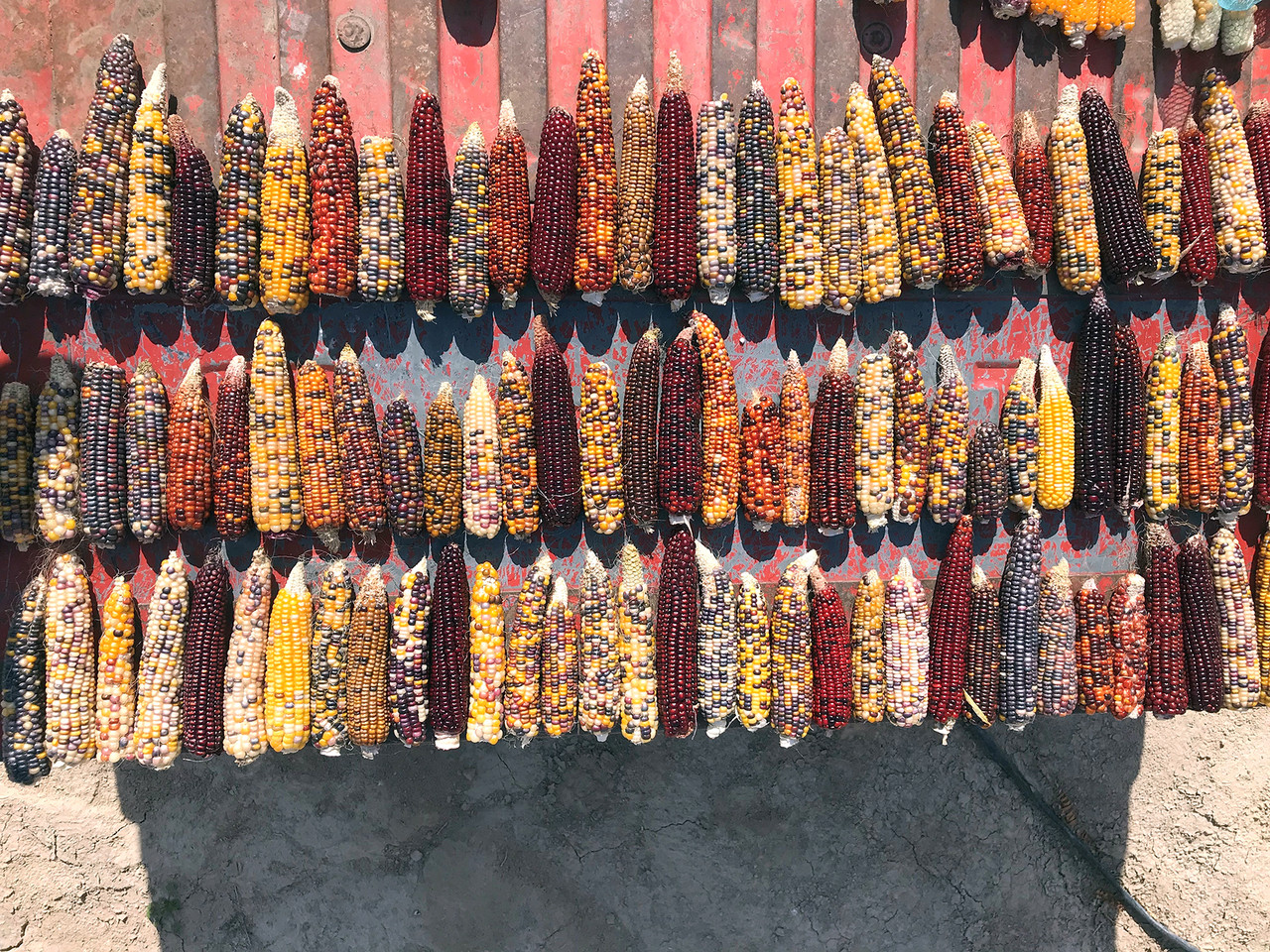 Fiesta F1 Ornamental Corn | Holmes Seed Company