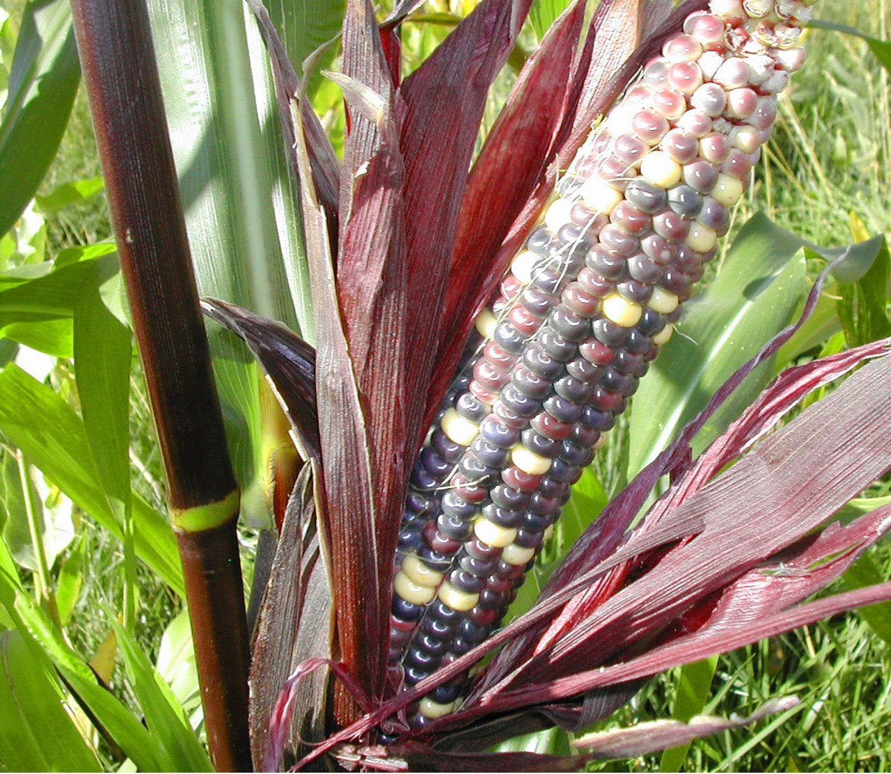 Red Stalker Ornamental Corn | Holmes Seed Company