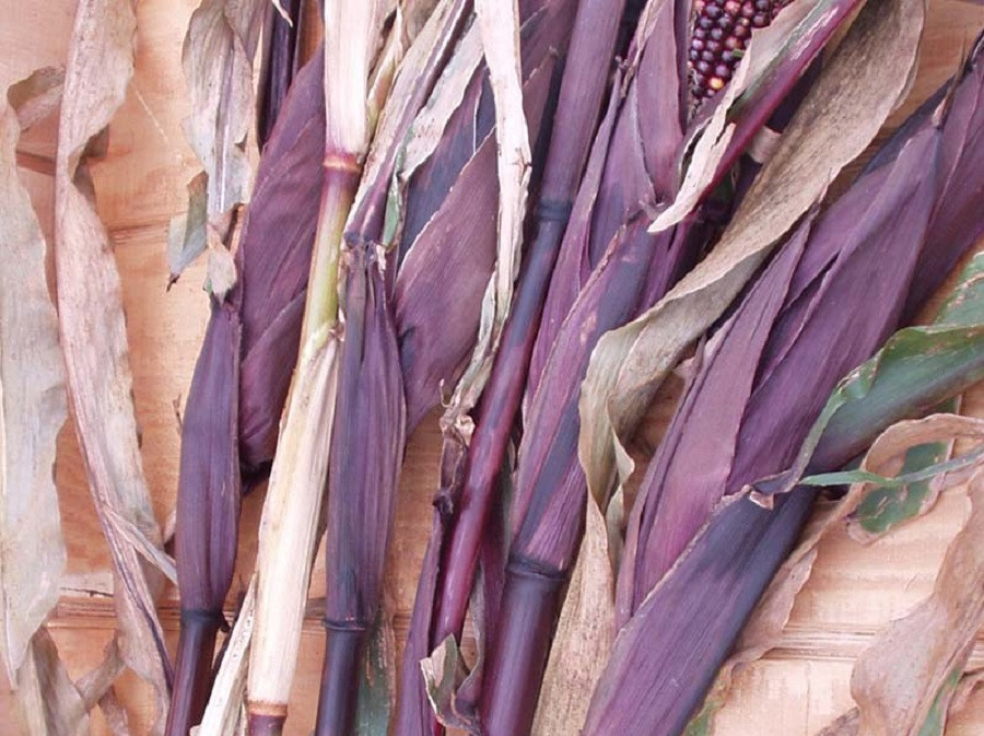 Red Stalker Ornamental Corn | Holmes Seed Company