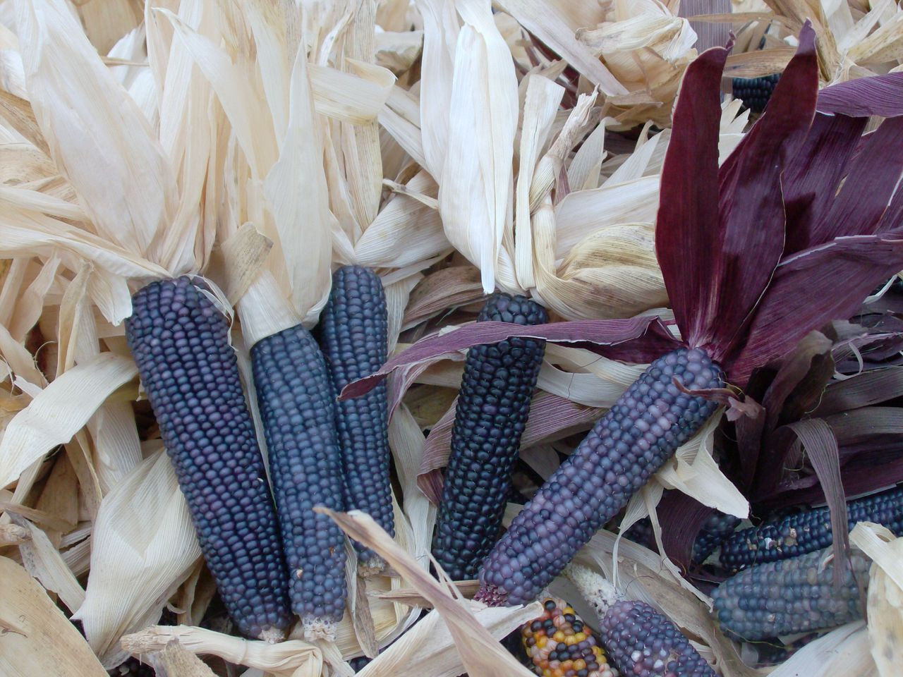 Shades of Blue Ornamental Corn | Holmes Seed Company