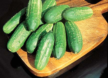 Regal F1 Cucumber | Holmes Seed Company