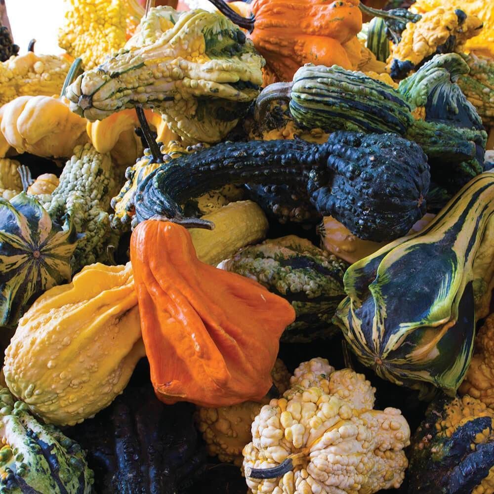 Autumn Wings - Large Gourd | Holmes Seed Company