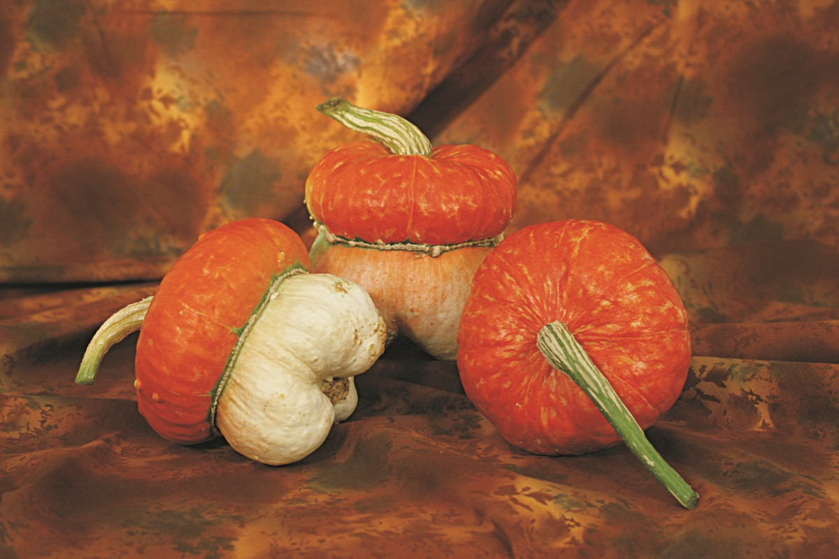 Tiny Turk Gourd | Holmes Seed Company
