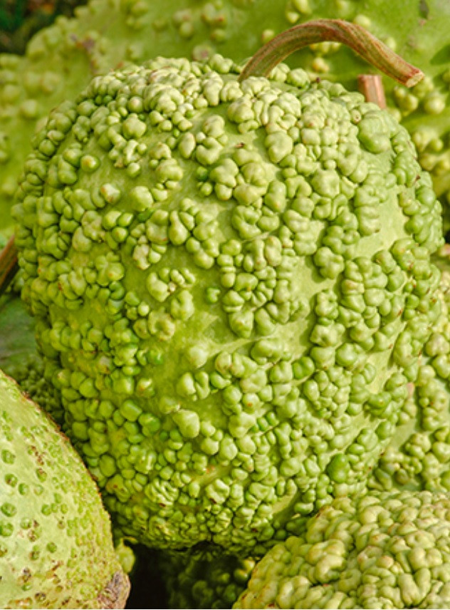 Bule Gourd | Holmes Seed Company