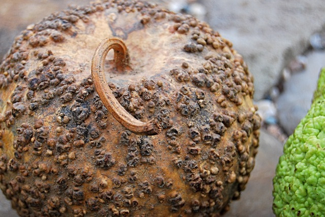 Bule Gourd | Holmes Seed Company