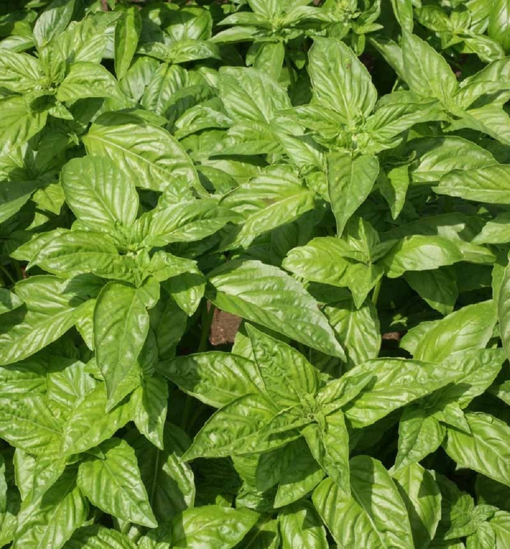 Basil - Genovese | Holmes Seed Company