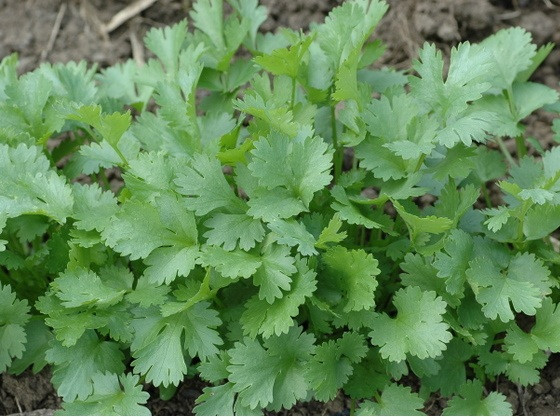Coriander/Cilantro - Santo | Holmes Seed Company