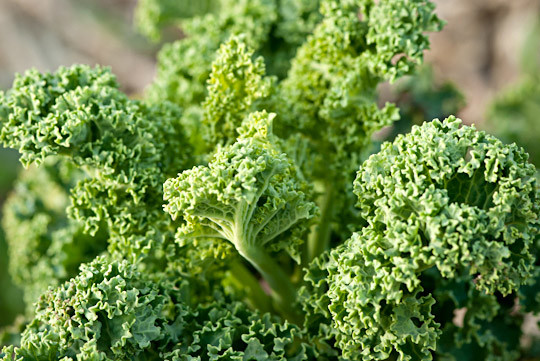 Winterbor F1 Kale | Holmes Seed Company