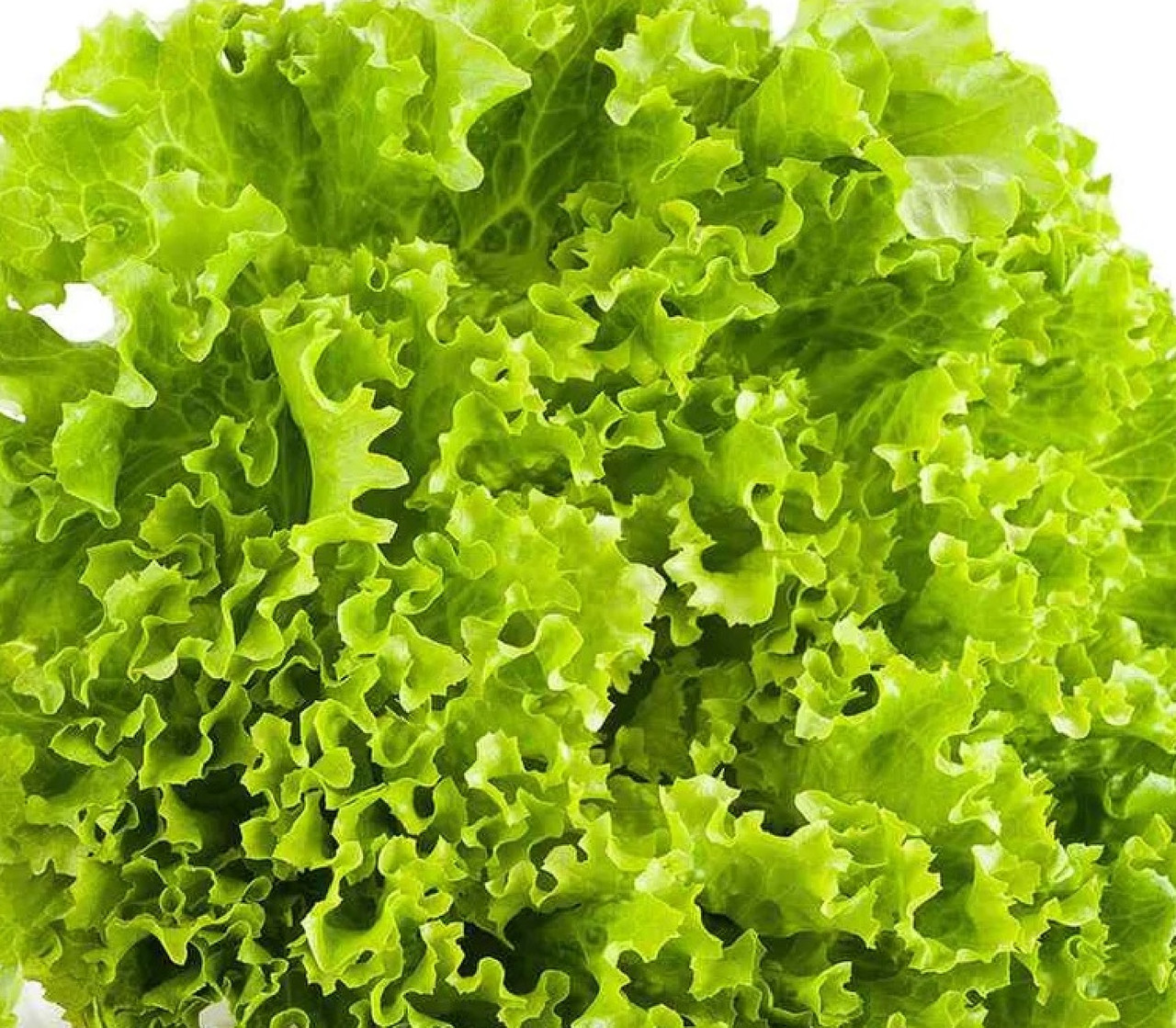 Green Ice Lettuce | Holmes Seed Company