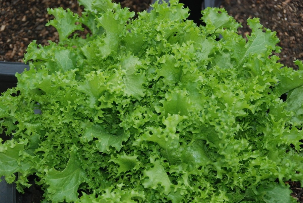 Green Ice Lettuce | Holmes Seed Company