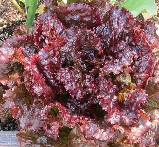 Red Sails - Holmes Seed Company