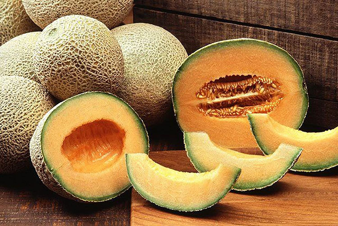 Delicious 51 Melon | Holmes Seed Company