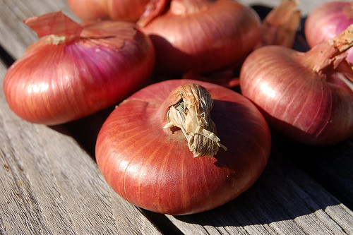 Cipollini Red - Holmes Seed Company