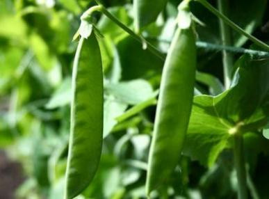 Oregon Sugar Pod II | Holmes Seed Company
