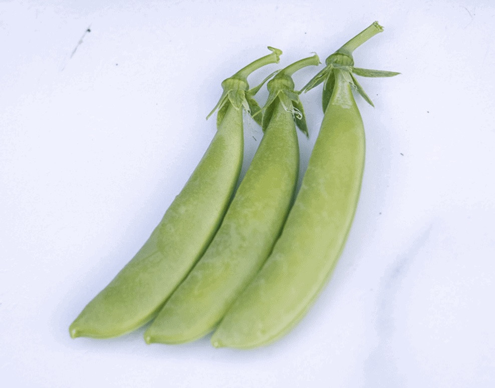 Sugar Ann Peas (Untreated) | Holmes Seed Company